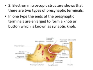 2 Synapse.pptx for first year physiology | PPT