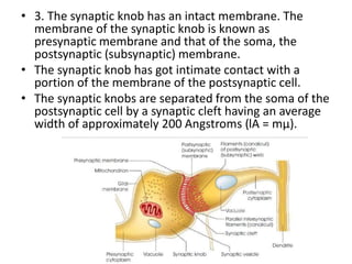 2 Synapse.pptx for first year physiology | PPT
