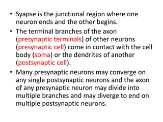 2 Synapse.pptx for first year physiology | PPT