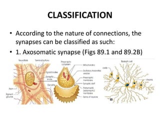 2 Synapse.pptx for first year physiology | PPT
