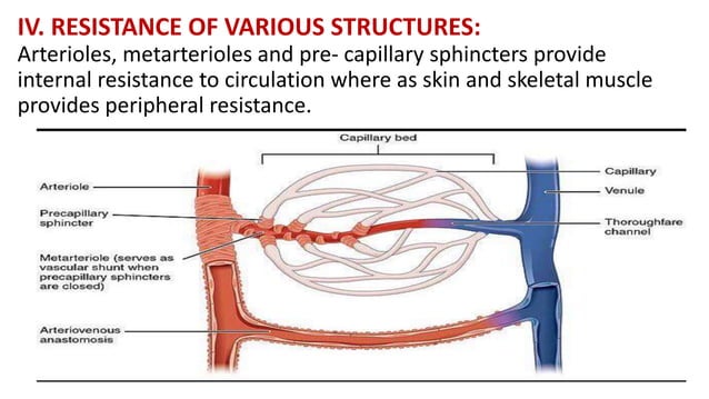 2 systemic circulation.pptx