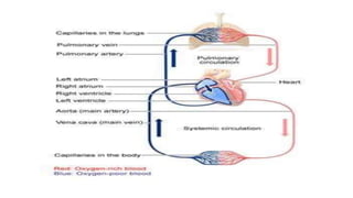 2 systemic circulation.pptx