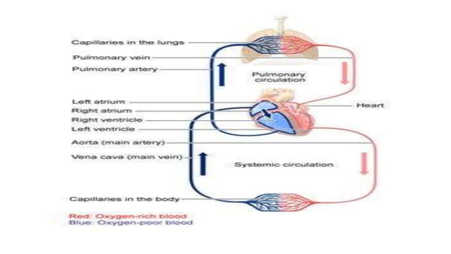 2 systemic circulation.pptx