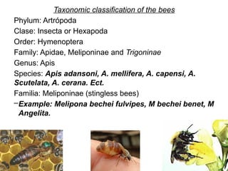 2 Taxonomy, anatomy and physiology of the honey bees.pptx