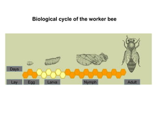 2 Taxonomy, anatomy and physiology of the honey bees.pptx