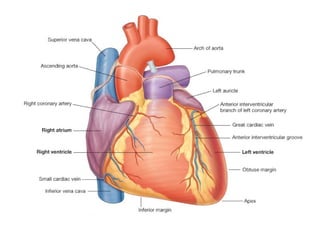 2 The Heart Ppt