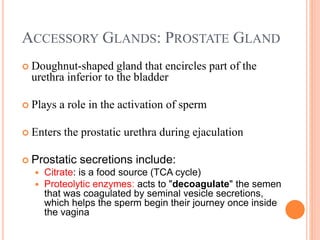 The Male Reproductive System by Teacher P.ppt