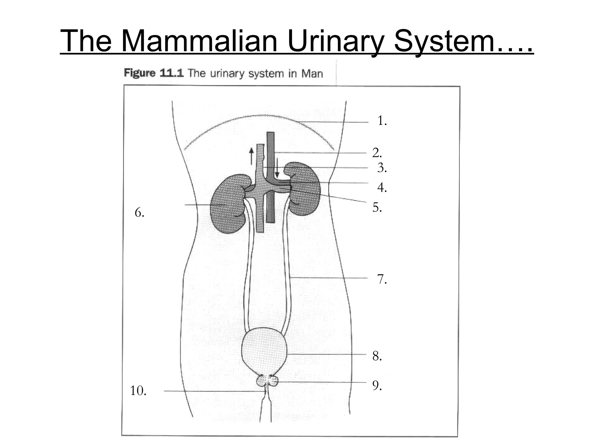 Chapter 11 Excretion Lesson 2 - The Mammalian Urinary System | PPT
