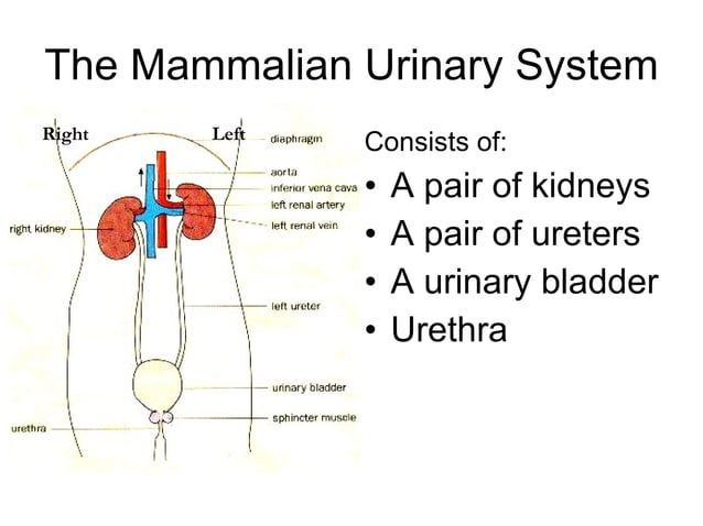 Chapter 11 Excretion Lesson 2 - The Mammalian Urinary System | PPT ...