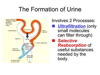 Chapter 11 Excretion Lesson 2 - The Mammalian Urinary System | PPT