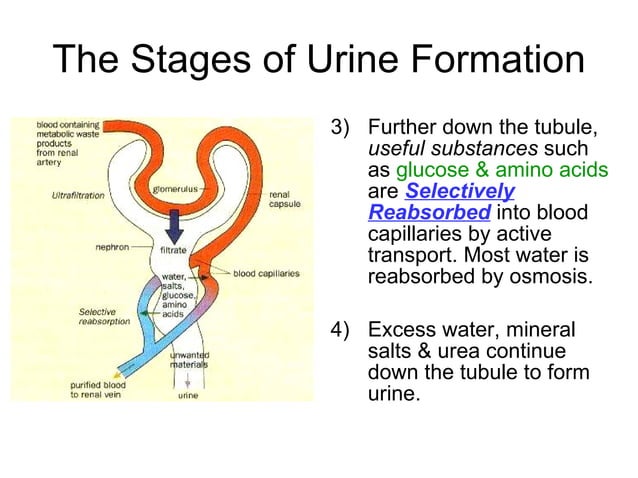 Chapter 11 Excretion Lesson 2 - The Mammalian Urinary System | PPT ...