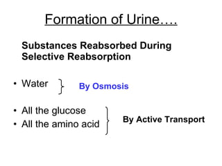 Chapter 11 Excretion Lesson 2 - The Mammalian Urinary System | PPT