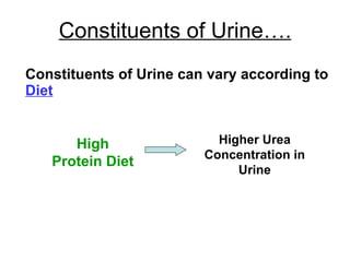 Chapter 11 Excretion Lesson 2 - The Mammalian Urinary System | PPT