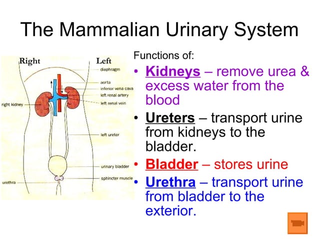 Chapter 11 Excretion Lesson 2 - The Mammalian Urinary System | PPT ...