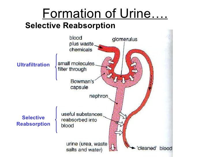 Chapter 11 Excretion Lesson 2 - The Mammalian Urinary System