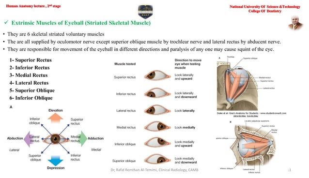 2 The orbital region part 1.pdf