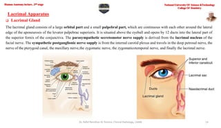 2 The orbital region part 1.pdf