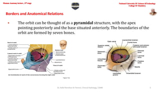 2 The orbital region part 1.pdf