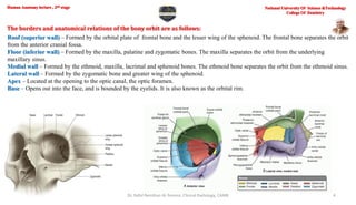 2 The orbital region part 1.pdf