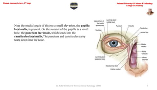 2 The orbital region part 1.pdf