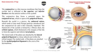 2 The orbital region part 1.pdf
