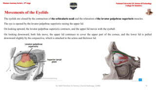 2 The orbital region part 1.pdf
