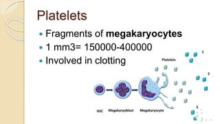 AS Biology- The roles of the blood | PPTX