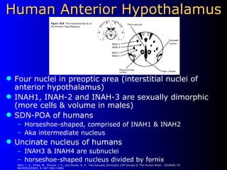 2 The Sexual Brain | PPT