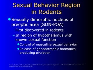2 The Sexual Brain | PPT