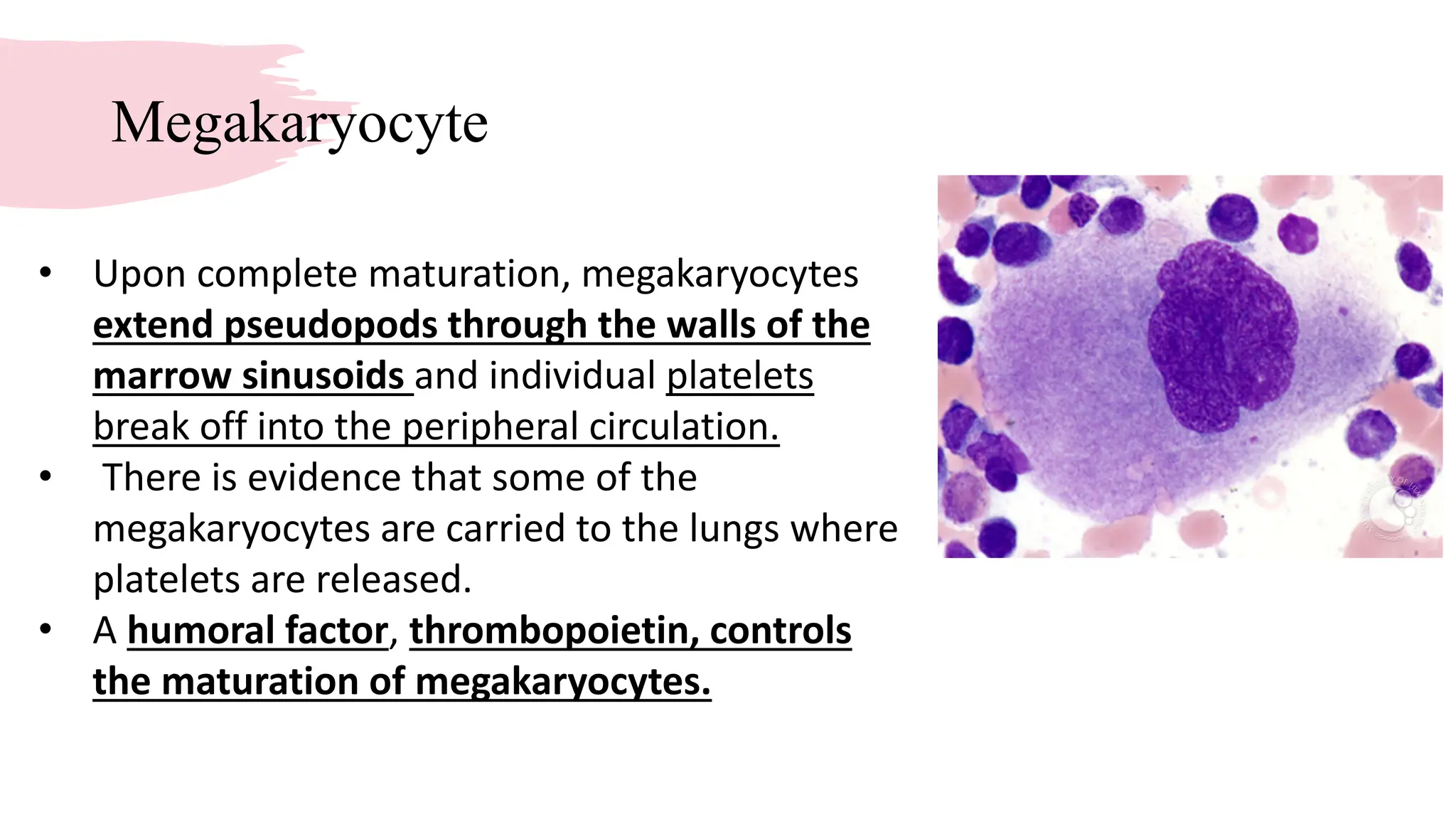 Thrombocytes and Thrombopoiesisand Thrombopoiesis | PDF