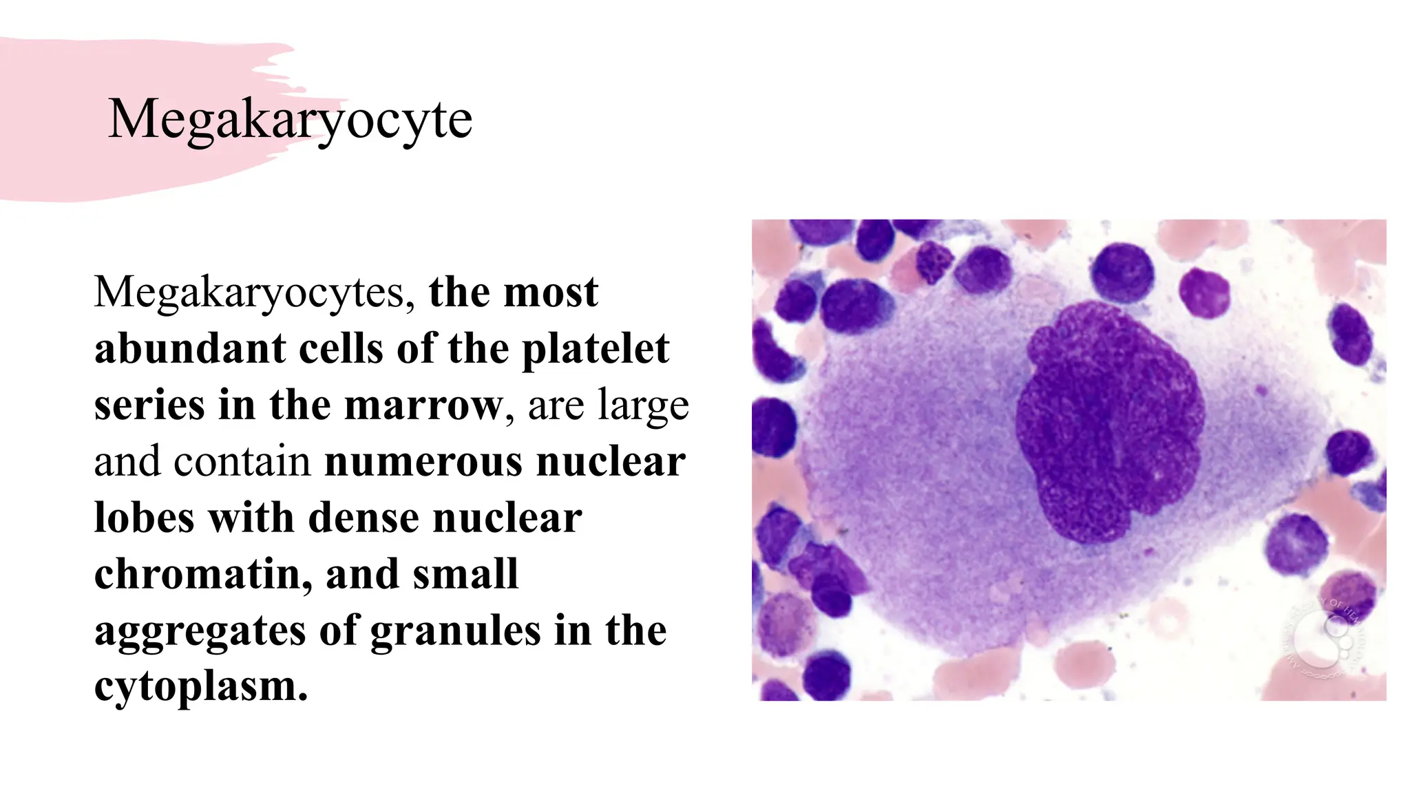 Thrombocytes and Thrombopoiesisand Thrombopoiesis | PDF