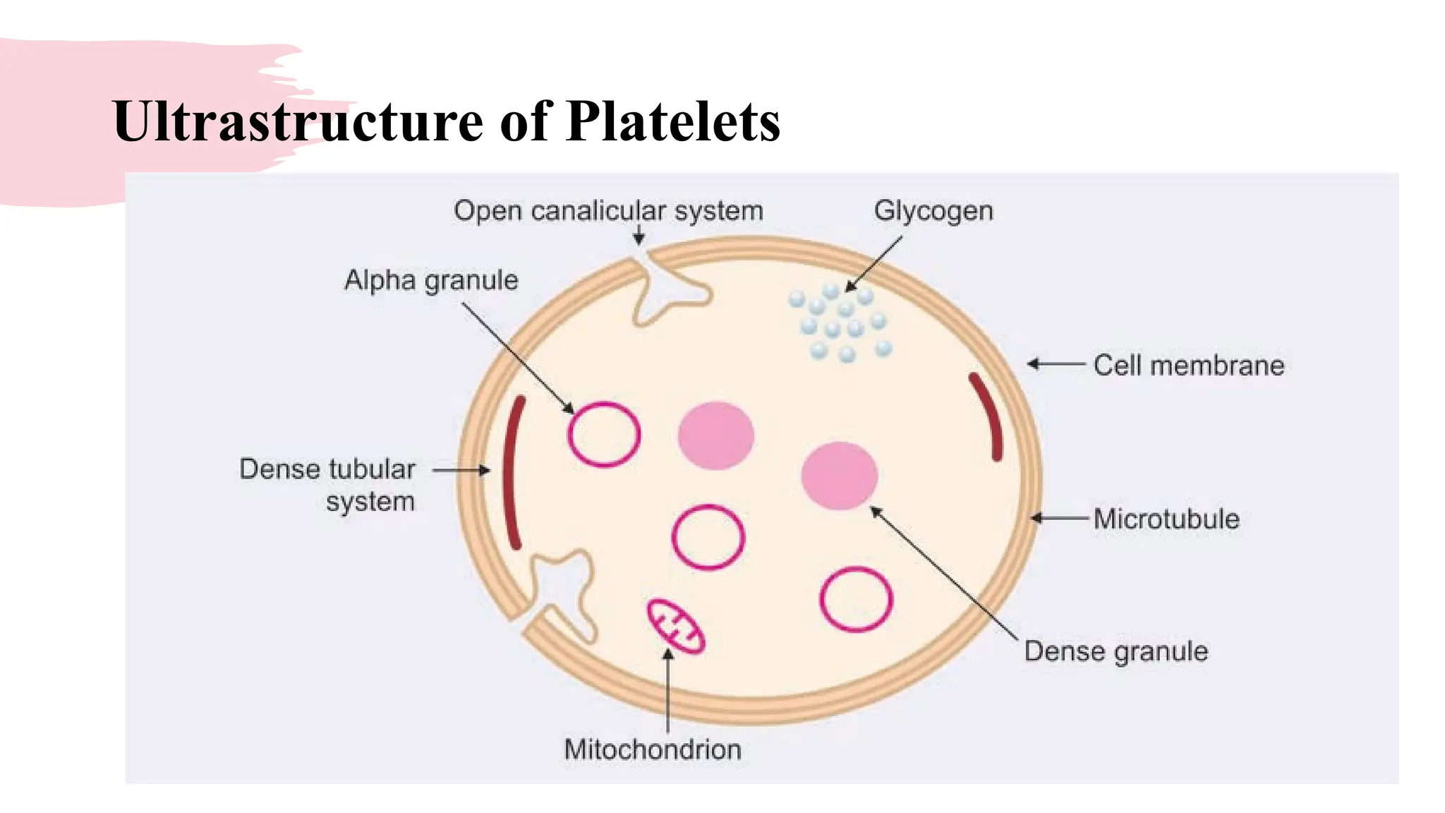 Thrombocytes and Thrombopoiesisand Thrombopoiesis | PDF