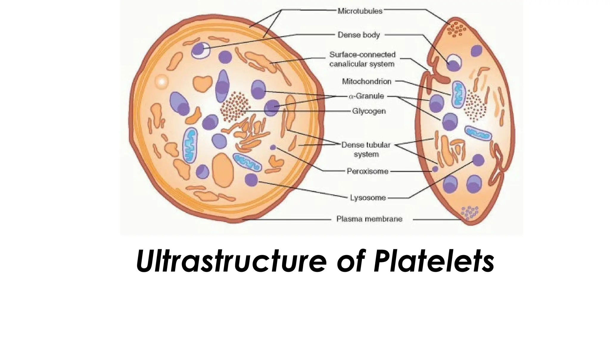 Thrombocytes and Thrombopoiesisand Thrombopoiesis | PDF