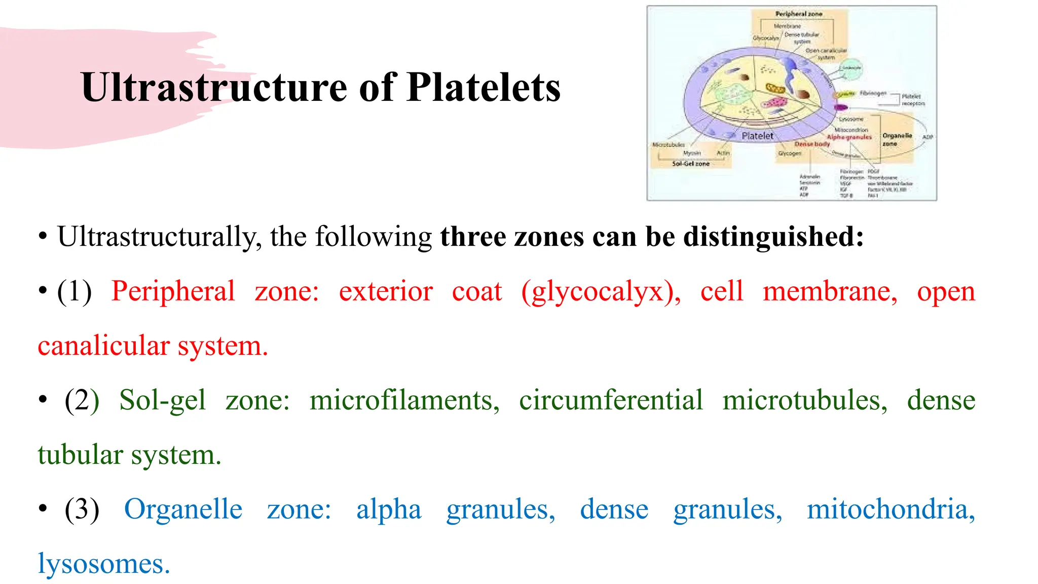 Thrombocytes and Thrombopoiesisand Thrombopoiesis | PDF