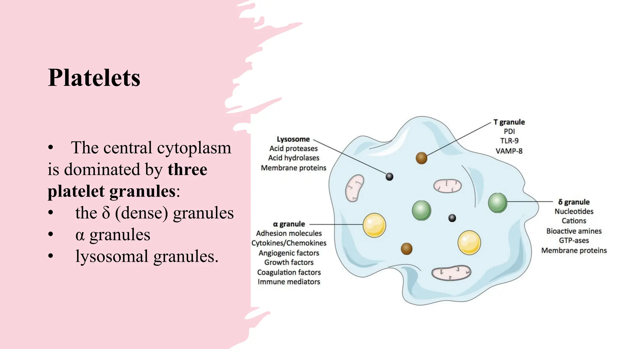 Thrombocytes and Thrombopoiesisand Thrombopoiesis | PDF
