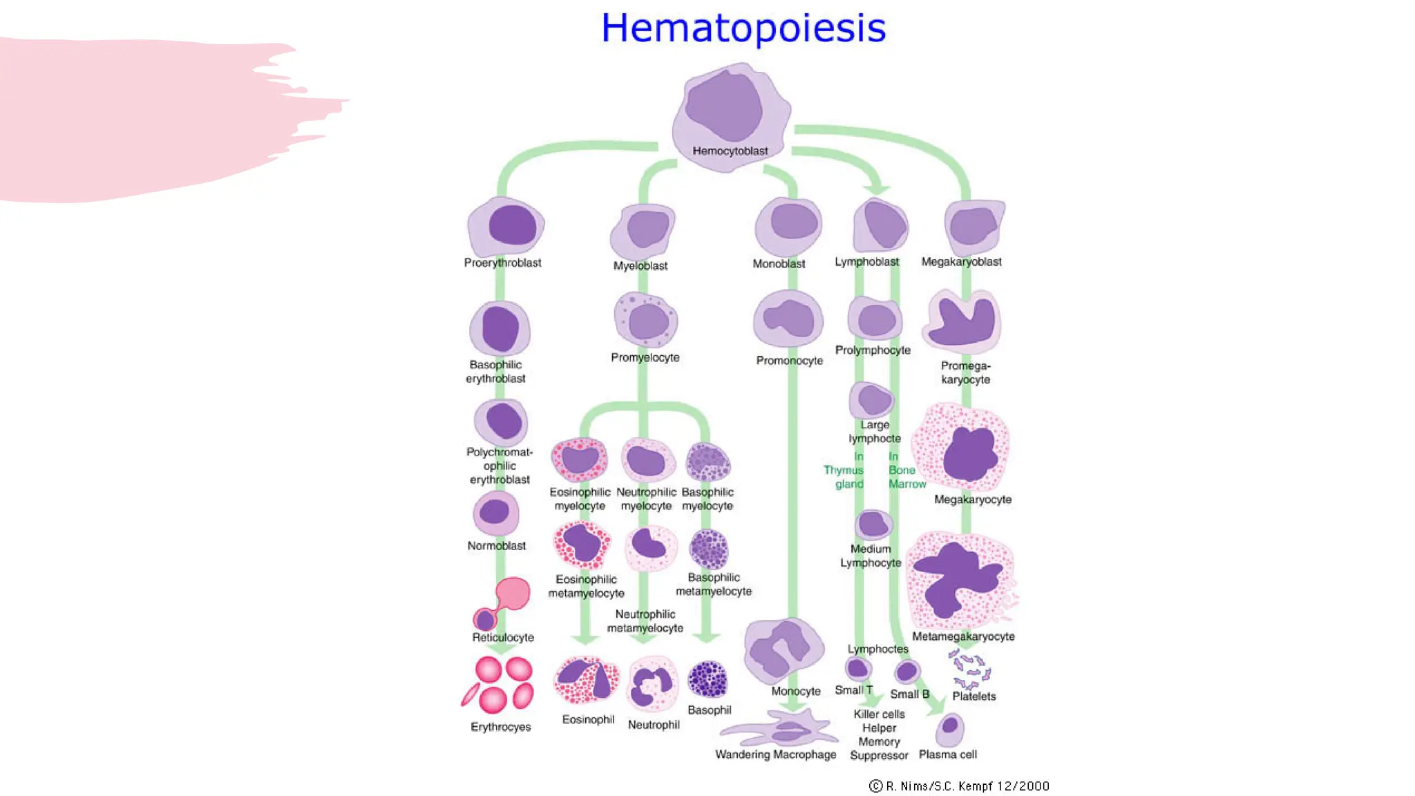 Thrombocytes and Thrombopoiesisand Thrombopoiesis | PDF