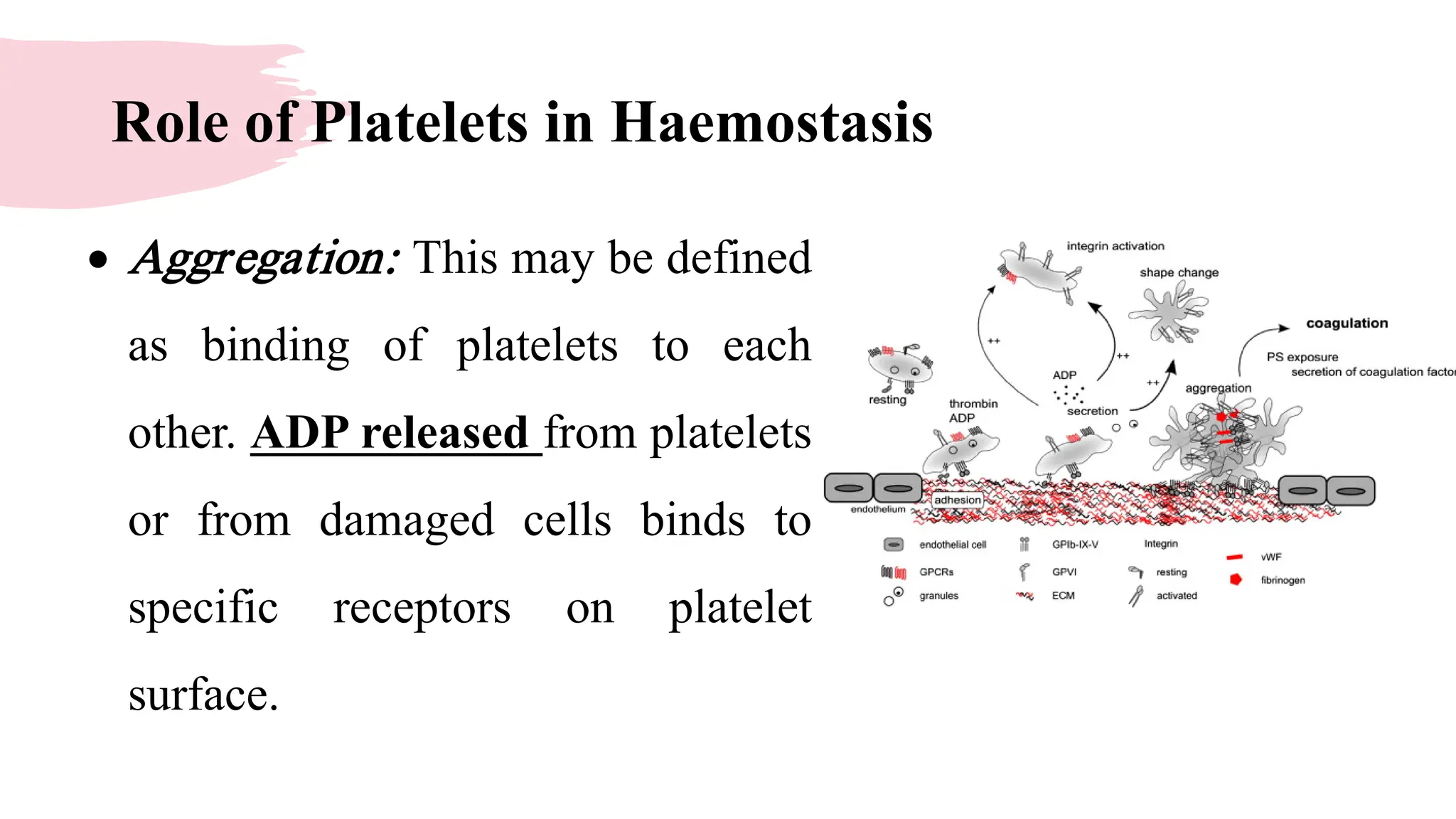 Thrombocytes and Thrombopoiesisand Thrombopoiesis | PDF