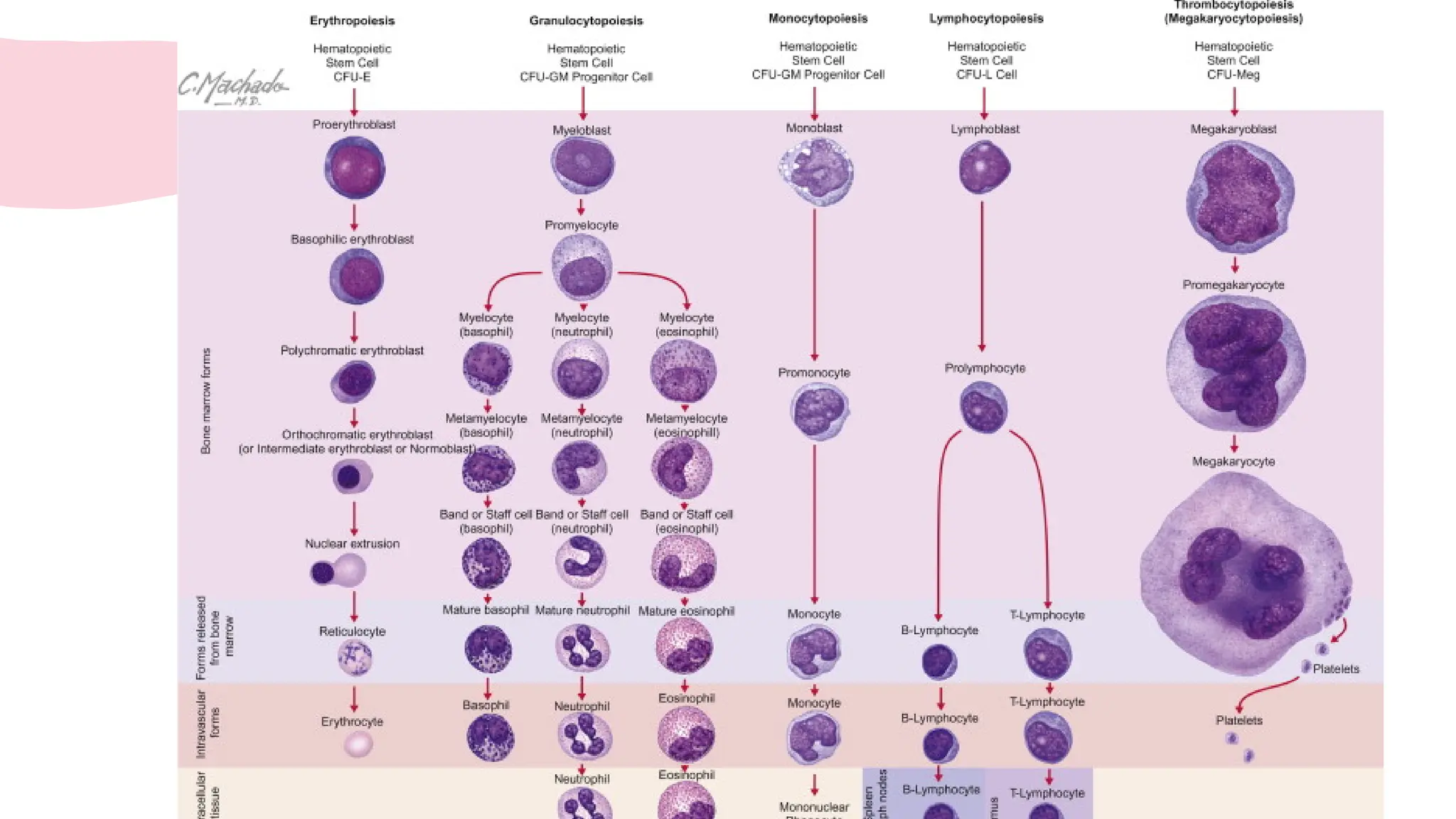 Thrombocytes and Thrombopoiesisand Thrombopoiesis | PDF
