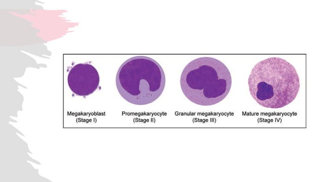 Thrombocytes and Thrombopoiesisand Thrombopoiesis | PDF