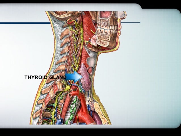 2 thyroid & triangles of the neck