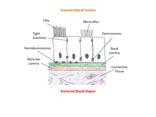 #2 Tissue Anatomy by dr. sadakat bashir.pptx