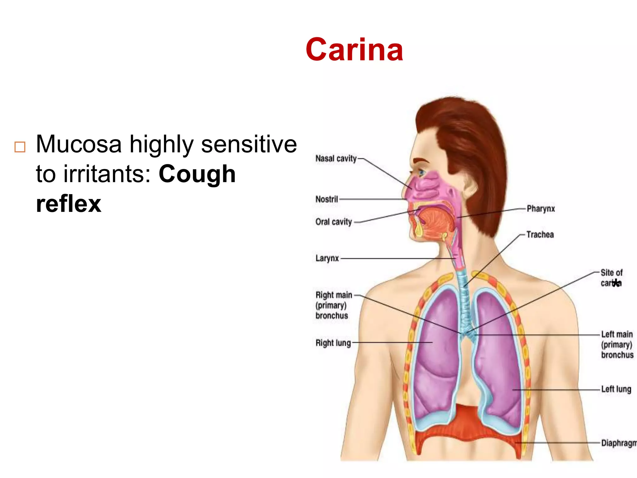 2@trachea and larynx | PPT | Thyroid Disorders | Endocrine and ...