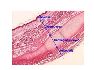 Larynx Microscope Slide