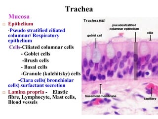 Trachea Slide Goblet Cells
