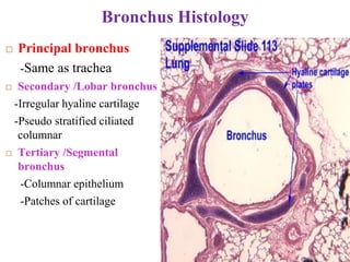 Secondary Bronchus Histology