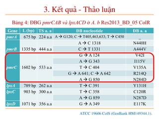 KHẢO SÁT GEN pmrCAB, lpxACD Ở CHỦNG ACINOBACTER BAUMANNII KHÁNG ...
