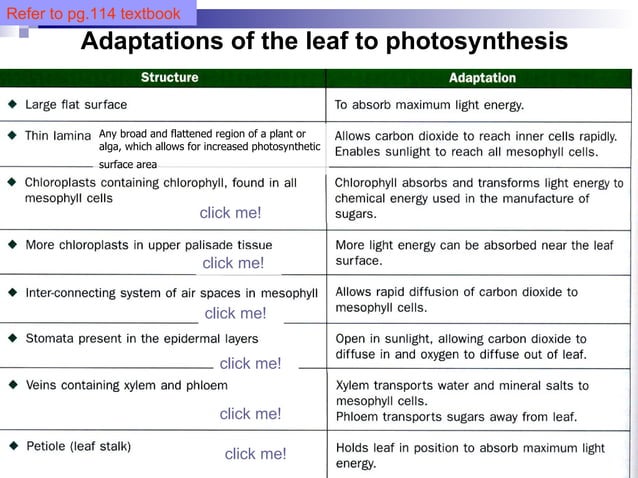 Chapter 7 Nutrition in Plants Lesson 2 - Transport of water and mineral ...