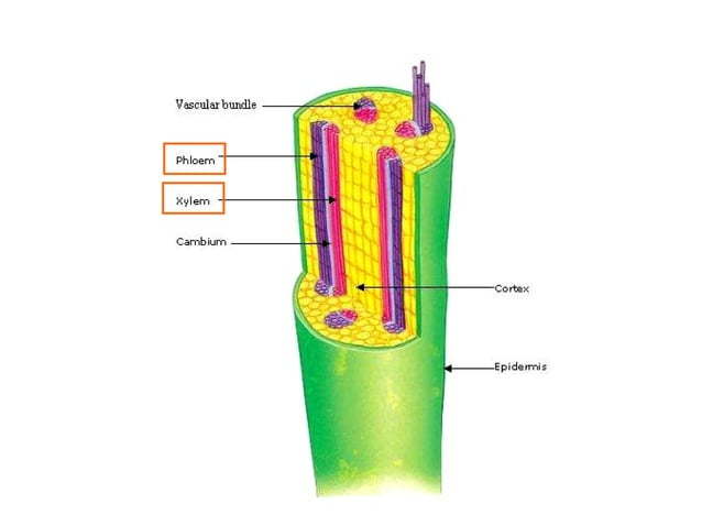Chapter 7 Nutrition in Plants Lesson 2 - Transport of water and mineral ...