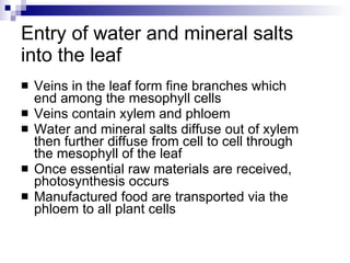 Chapter 7 Nutrition in Plants Lesson 2 - Transport of water and mineral ...
