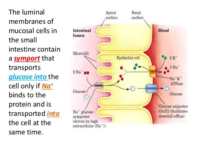Transport across cell membranes